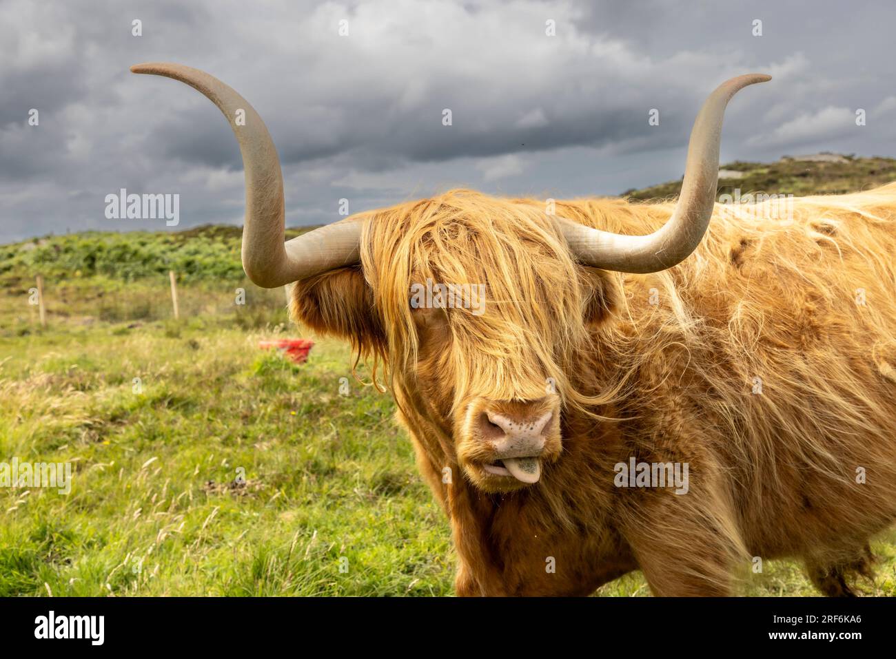 highland cattle ( Kyloe) on the isle of Colonsay in Scotland Stock ...