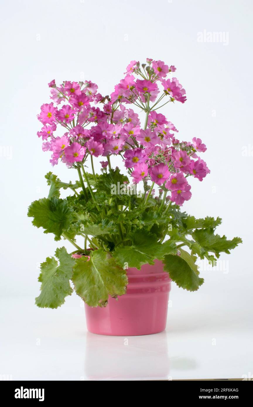 Fairy candle (Primula malacoides Stock Photo - Alamy