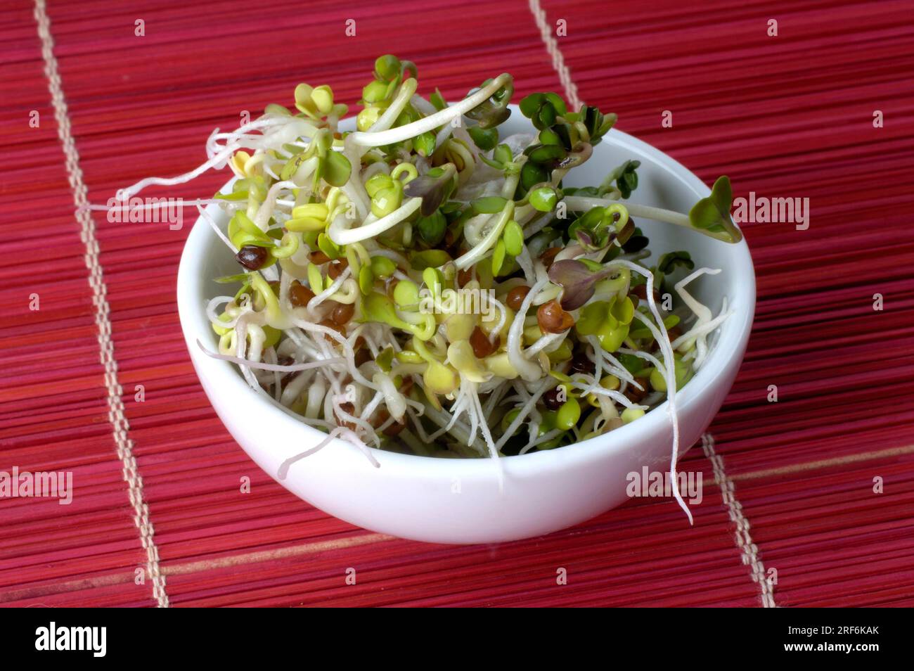 Daikon radish, sprouts in skin (Raphanus sativus), seedlings Stock ...