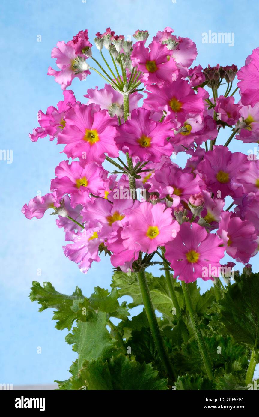 Fairy primrose hi-res stock photography and images - Alamy