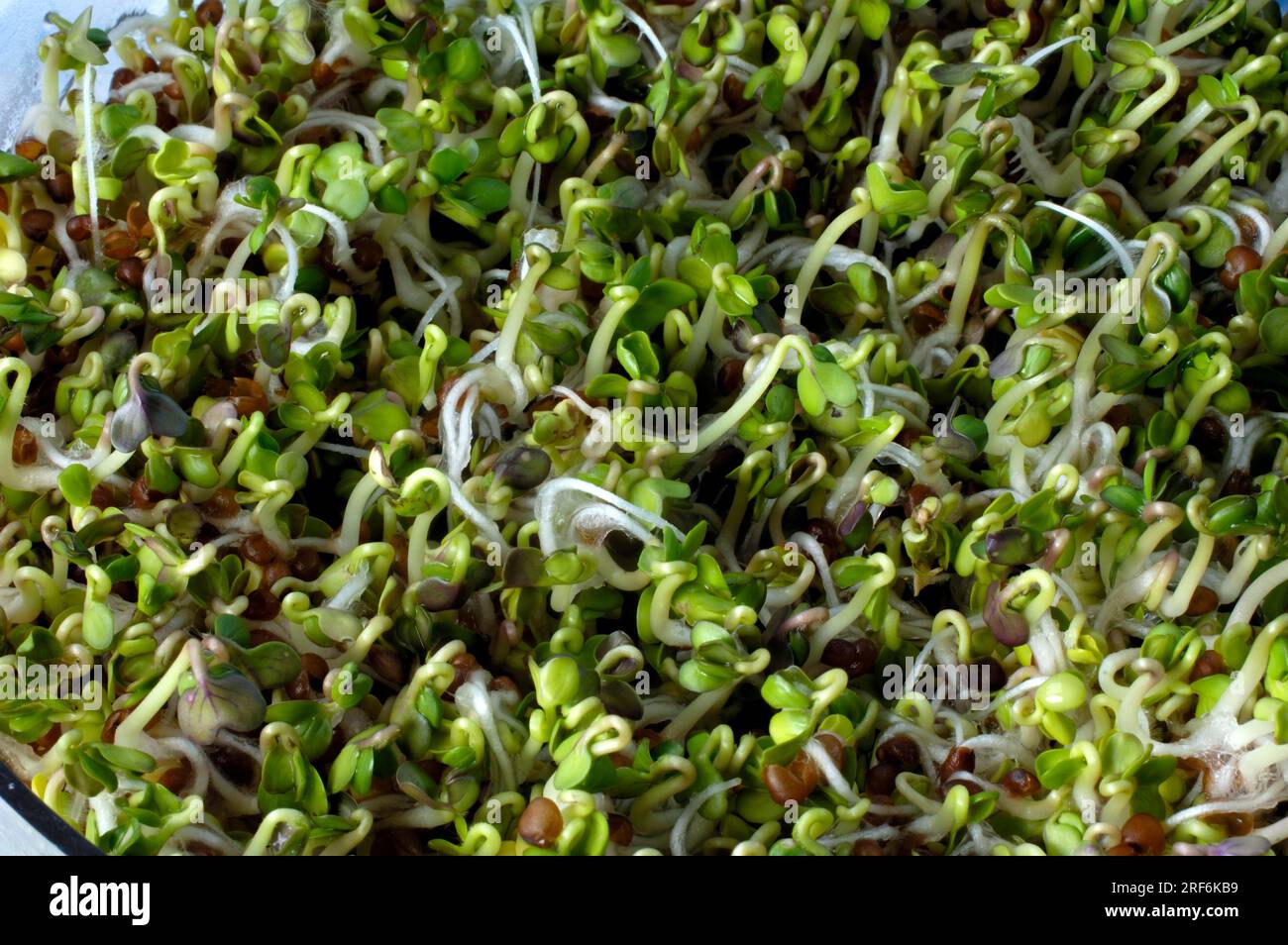 Daikon radish, sprouts (Raphanus sativus), seedlings Stock Photo - Alamy