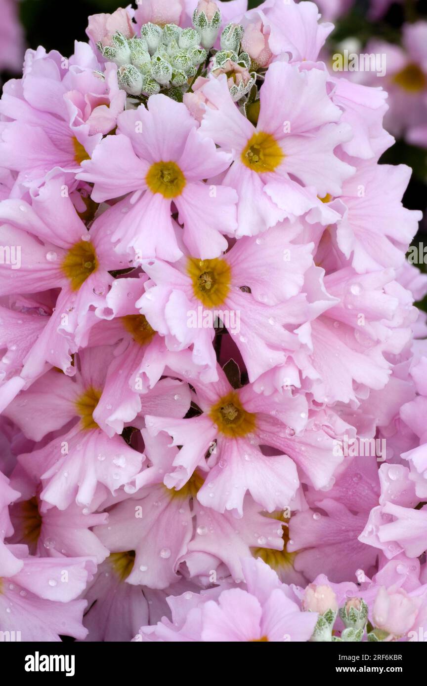 Pink fairy primrose flowers hi-res stock photography and images - Alamy