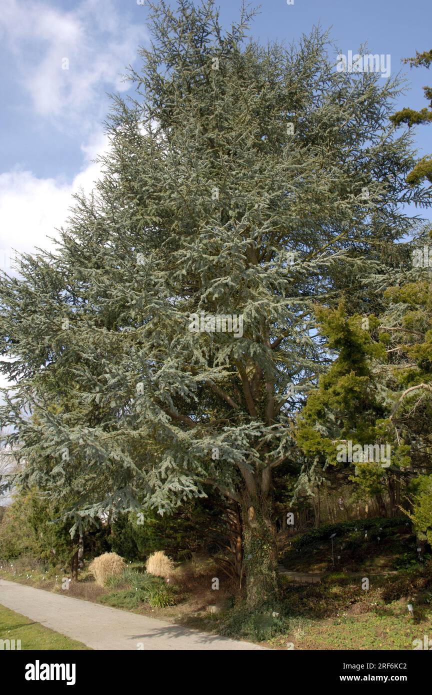Cedar of Lebanon (Cedrus libani Stock Photo - Alamy