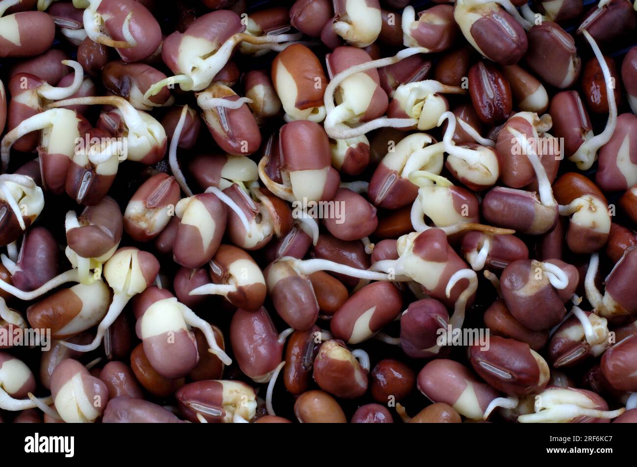 Adzuki bean sprouts phaseolus angularis hi-res stock photography and images - Alamy