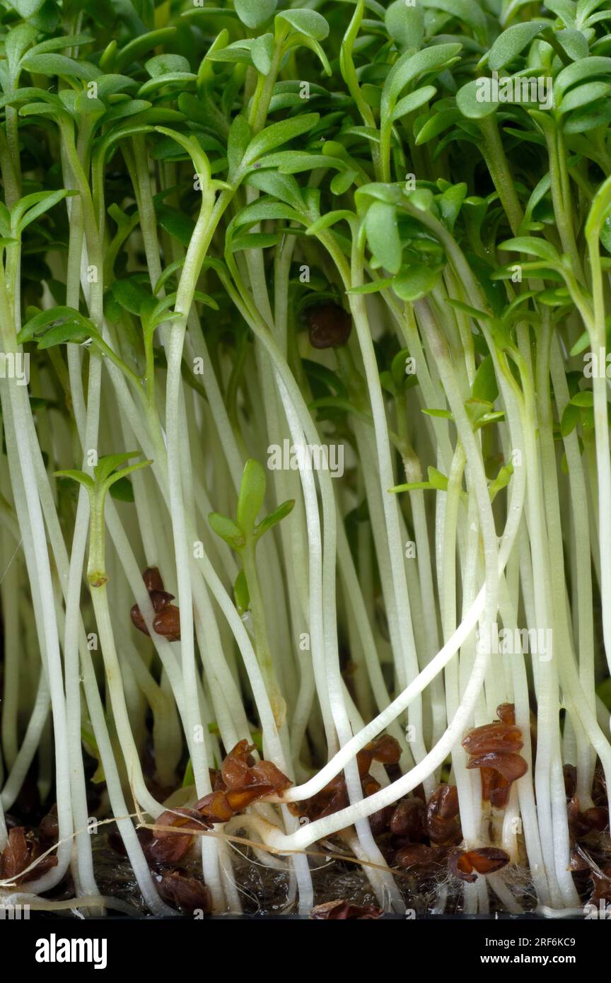 Garden cress (Lepidium sativum Stock Photo - Alamy