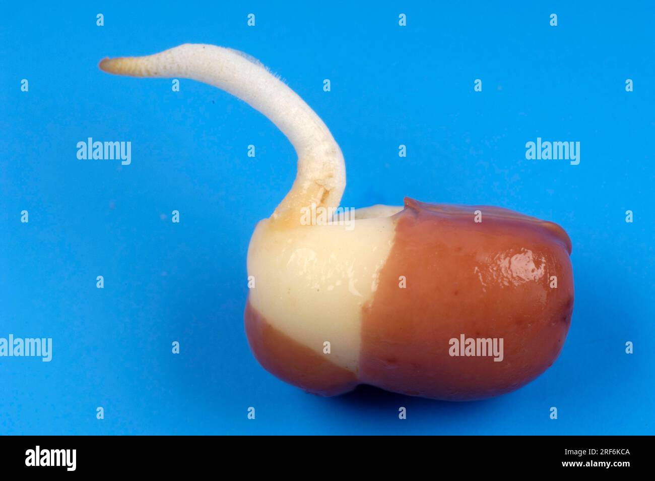 Adzuki bean sprout (Phaseolus angularis) (Vigna angularis), Azuki bean ...