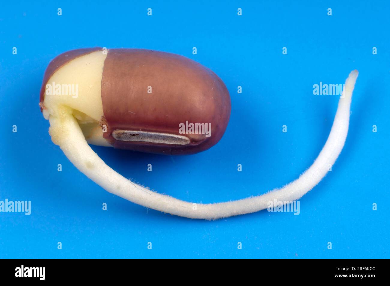 Adzuki bean sprout (Phaseolus angularis) (Vigna angularis), Azuki bean ...