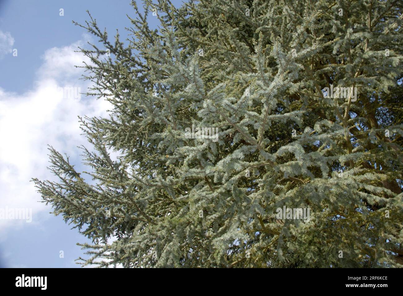Cedar of Lebanon (Cedrus libani Stock Photo - Alamy