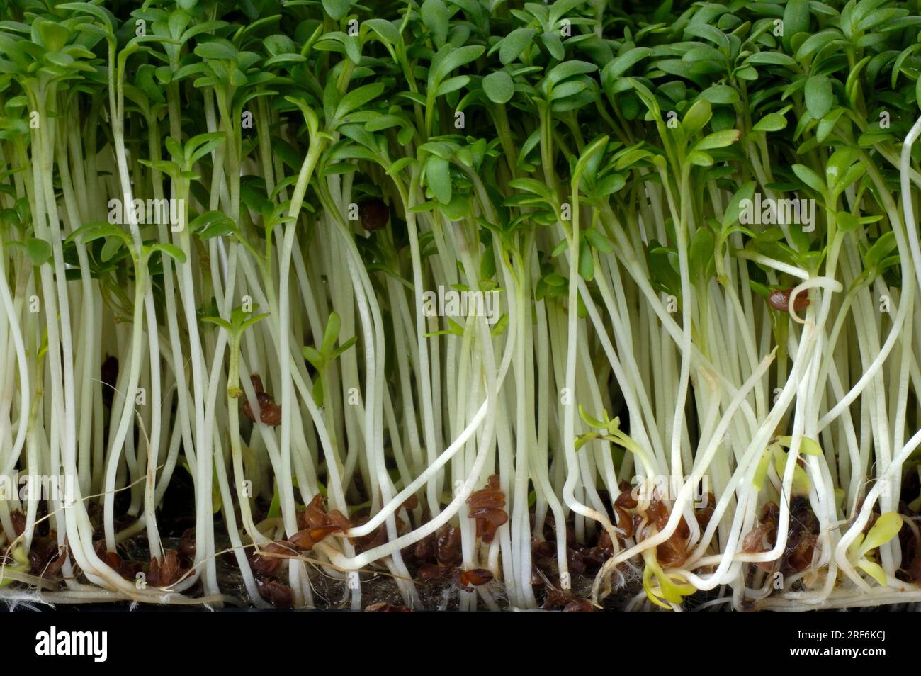 Garden cress (Lepidium sativum Stock Photo - Alamy