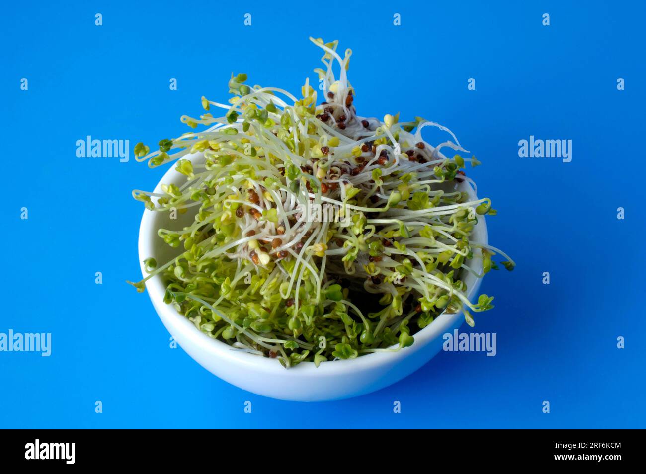 Broccoli, fresh sprouts, in shell (Brassica rapa), seedlings Stock ...
