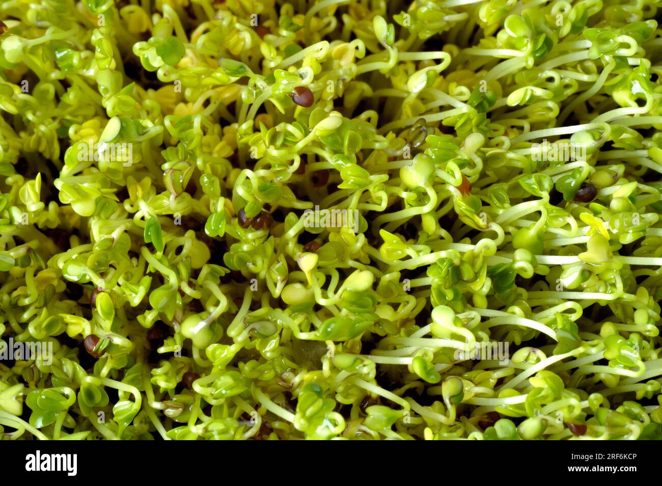 Broccoli, fresh sprouts (Brassica rapa), seedlings Stock Photo - Alamy