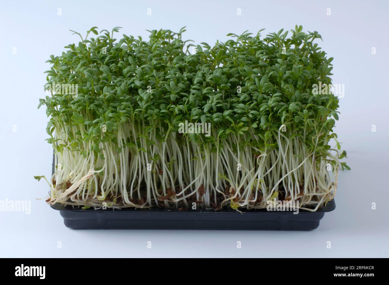 Peppercress hi-res stock photography and images - Alamy