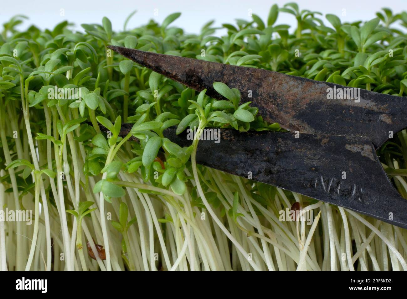 Peppercress hi-res stock photography and images - Alamy