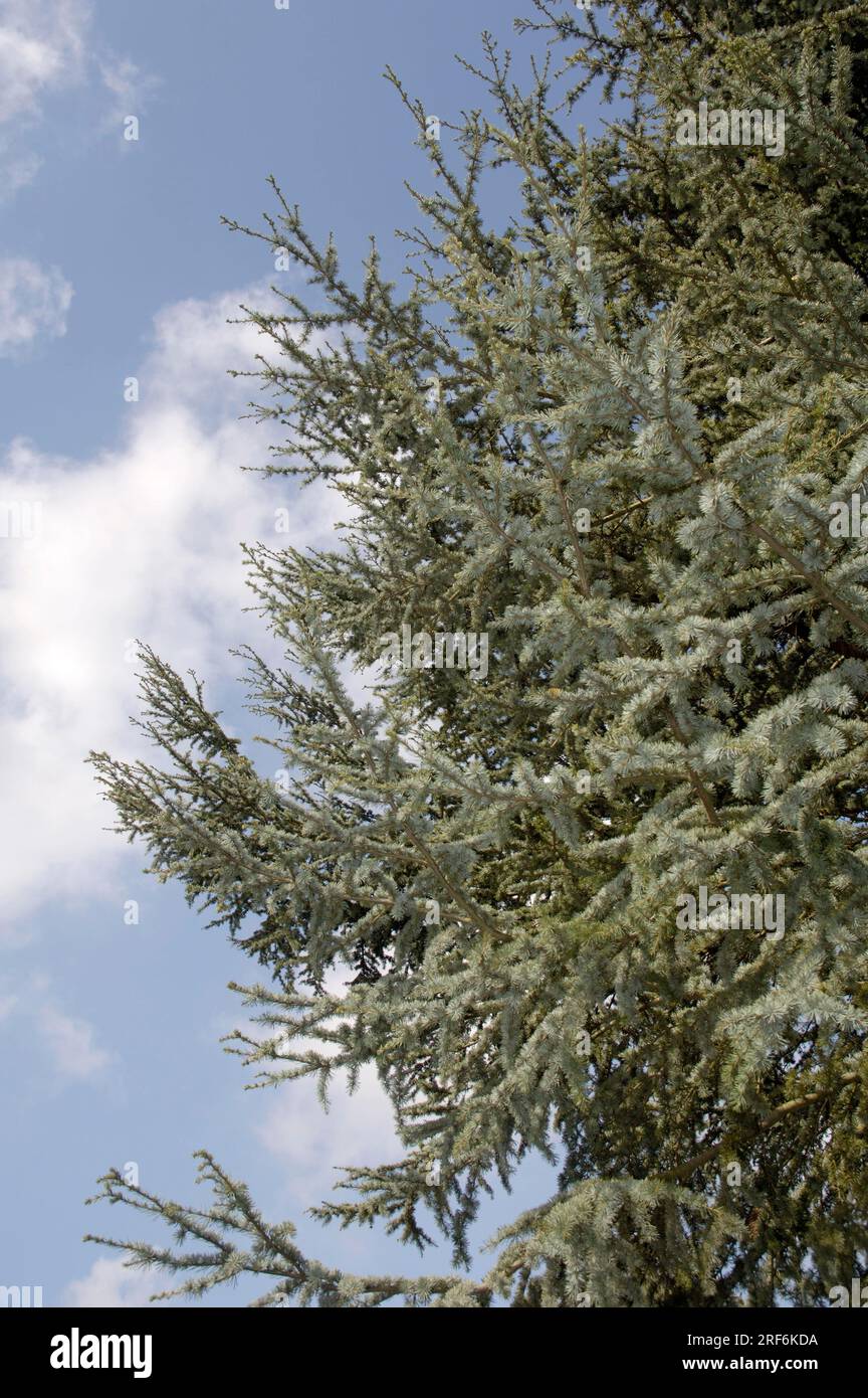 Cedar of Lebanon (Cedrus libani Stock Photo - Alamy