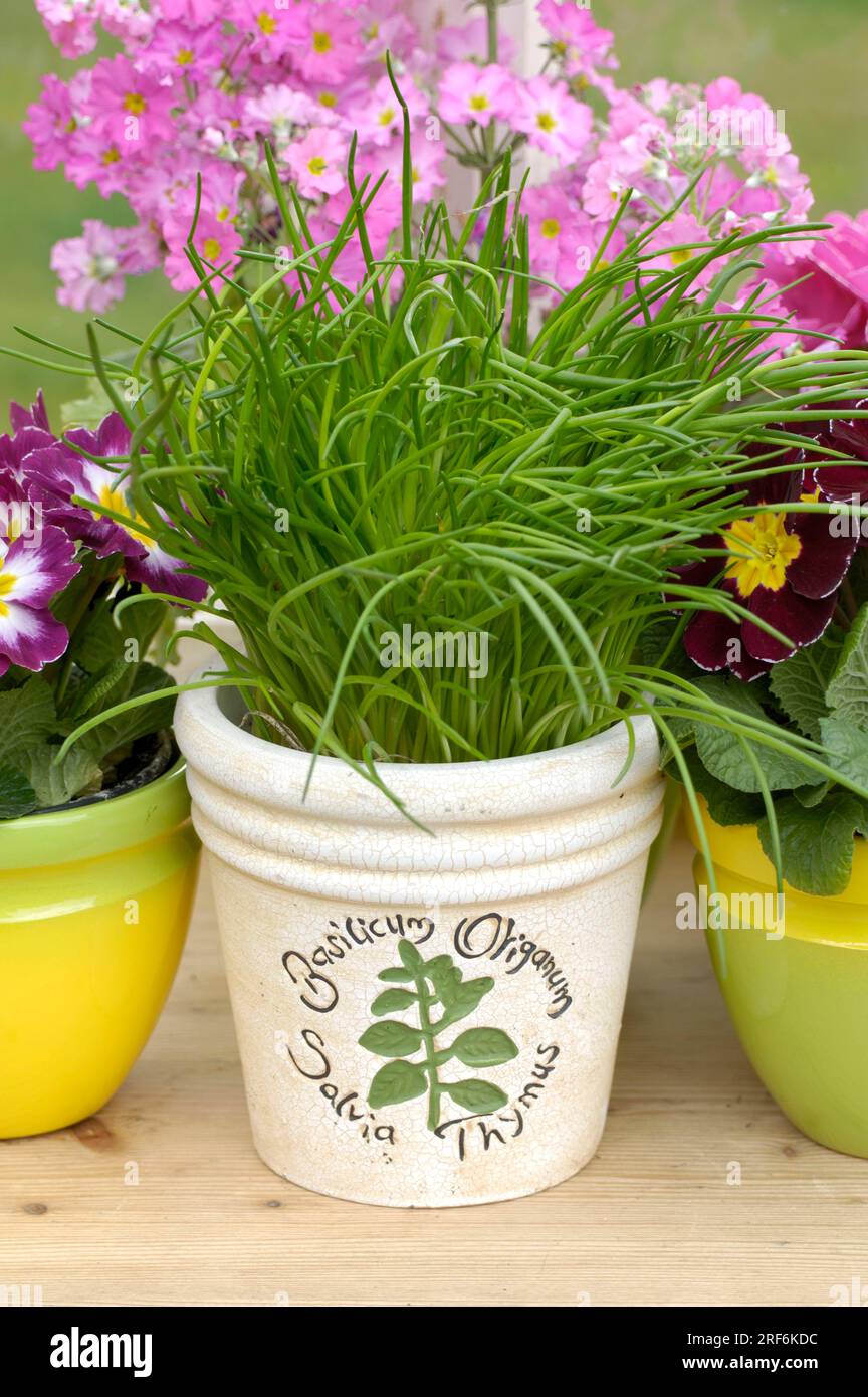 Chive pot plant hi-res stock photography and images - Alamy