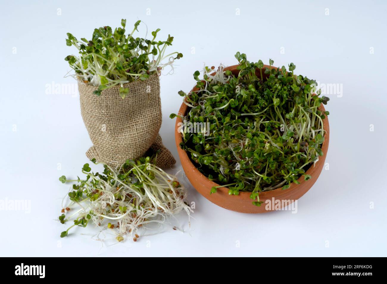 Daikon radish, sprouts (Raphanus sativus), seedlings Stock Photo - Alamy