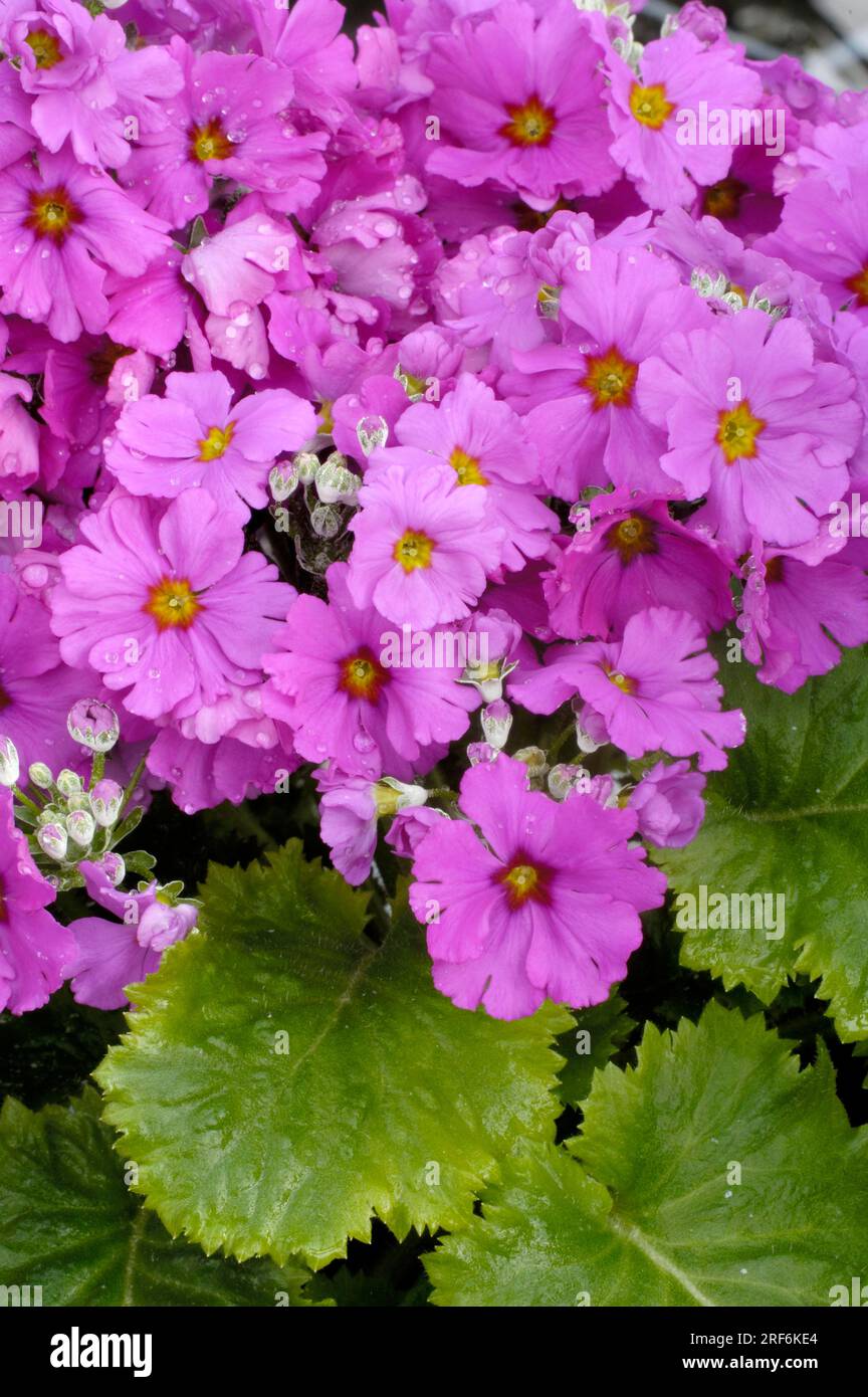 Pink fairy primrose flowers hi-res stock photography and images - Alamy