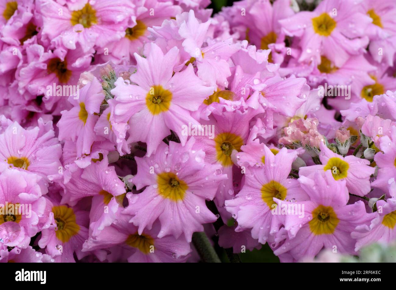 Prima pink improved hi-res stock photography and images - Alamy