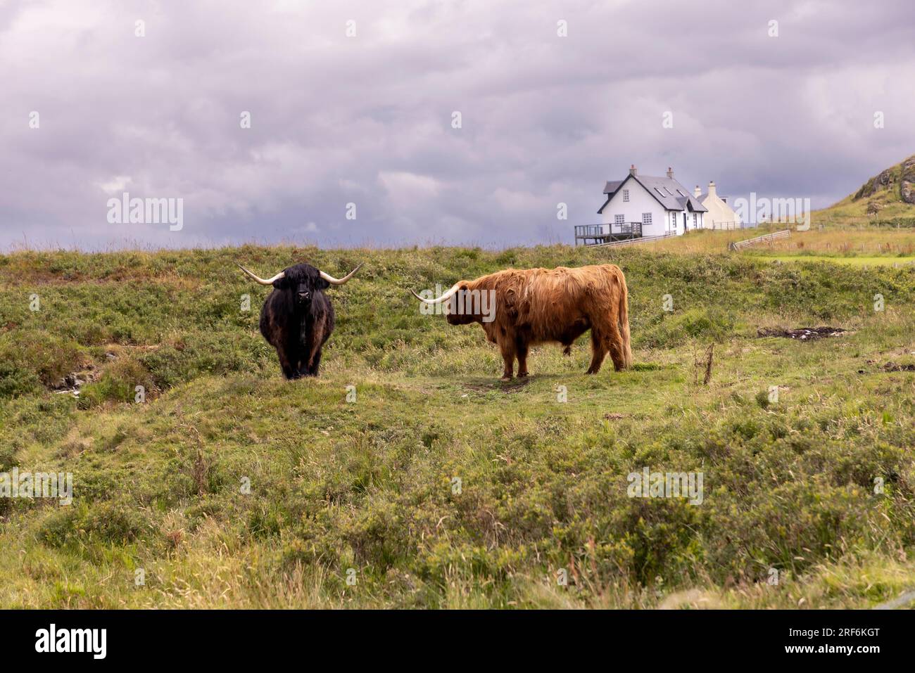 highland cattle ( Kyloe) on the isle of Colonsay in Scotland Stock ...