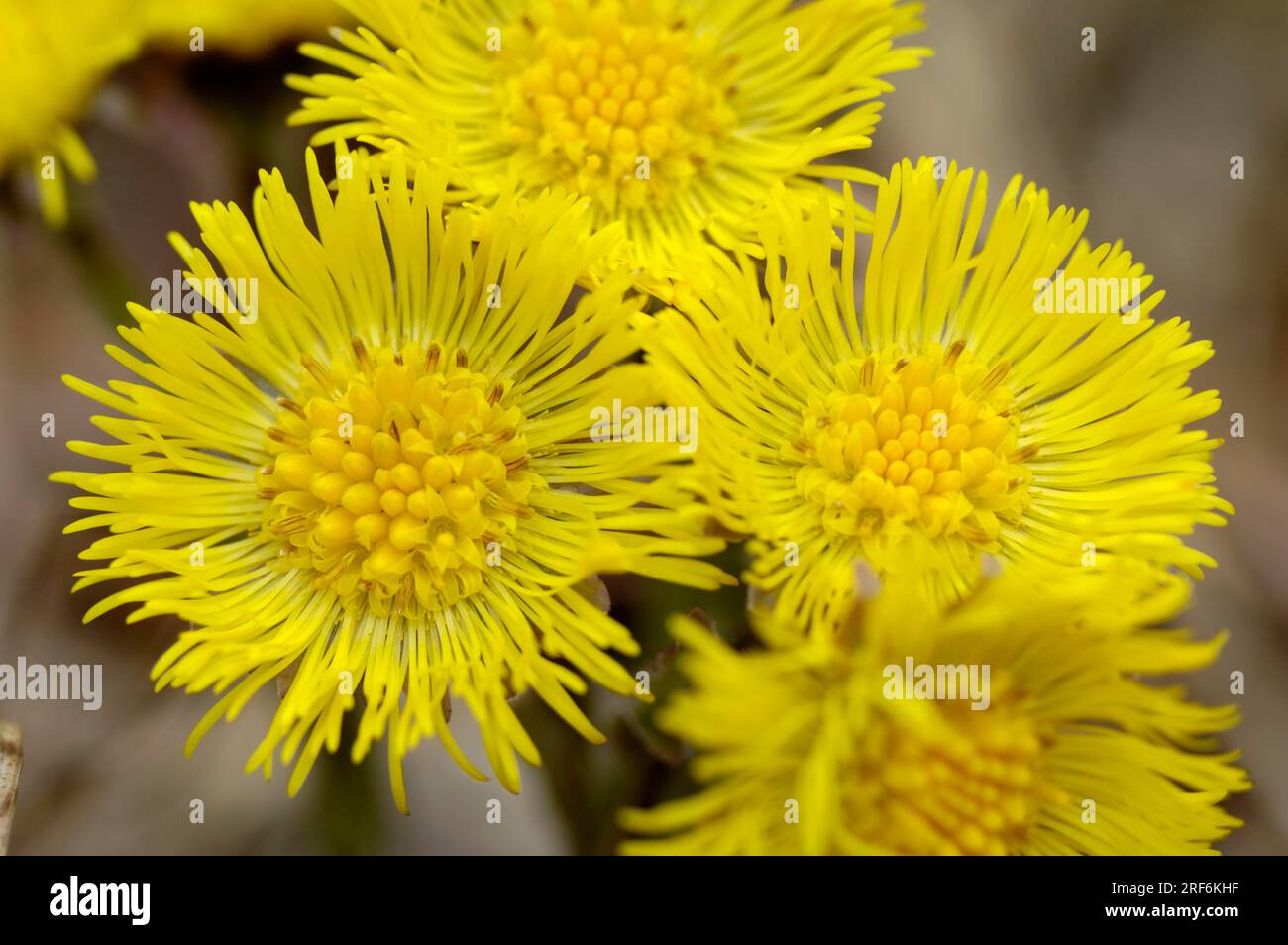 Coltsfoot medicinal herb flower hi-res stock photography and images - Alamy