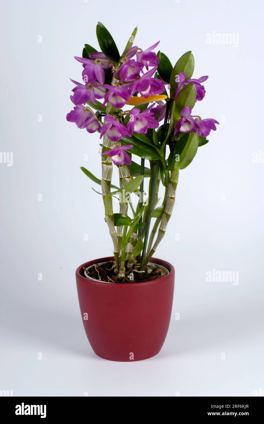 Dendrobium orchid (Dendrobium berry oda Stock Photo - Alamy