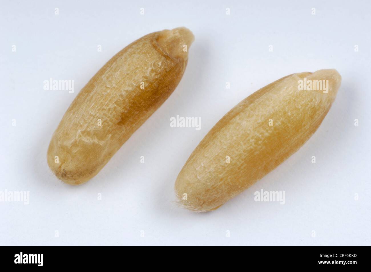 Kamut plant hi-res stock photography and images - Alamy