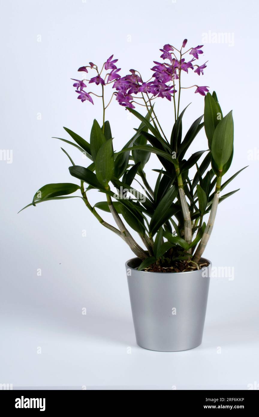Dendrobium orchid (Dendrobium berry oda Stock Photo - Alamy