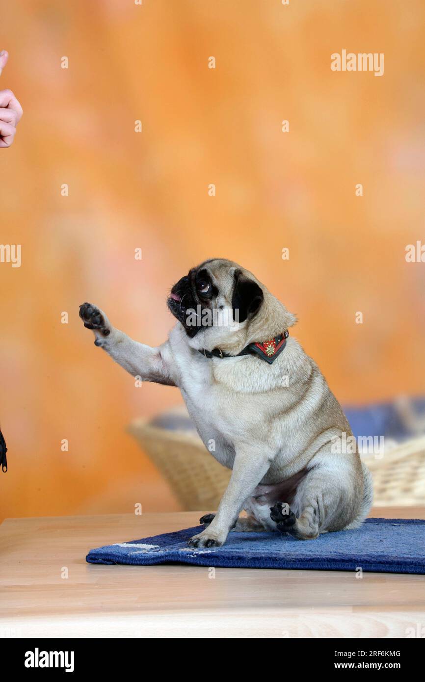 Pug paw hi-res stock photography and images - Alamy