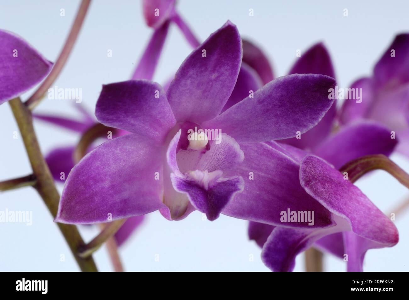 Dendrobium orchid (Dendrobium berry oda Stock Photo - Alamy