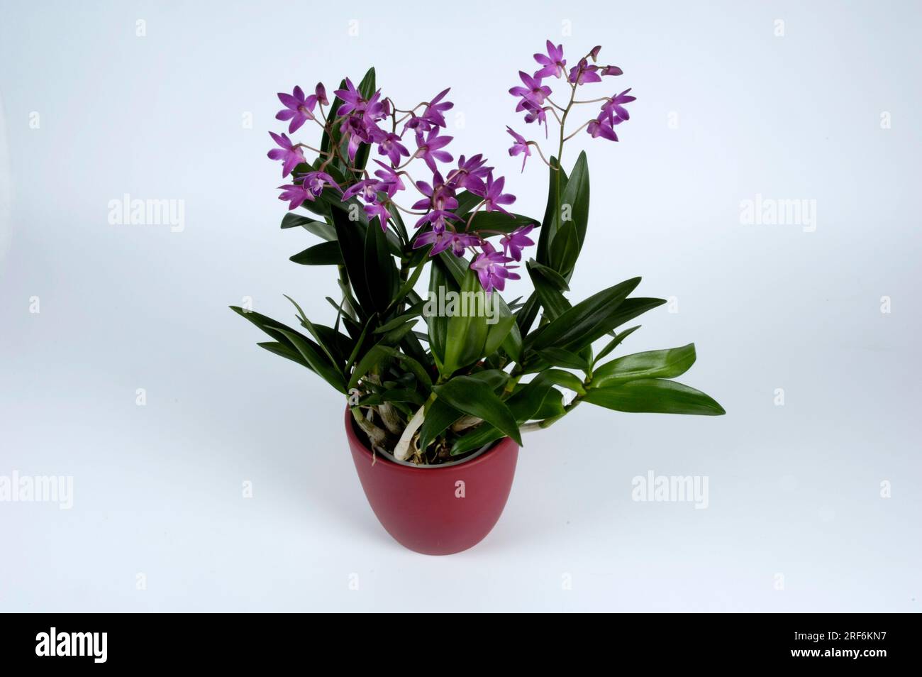 Dendrobium berry oda hi-res stock photography and images - Alamy