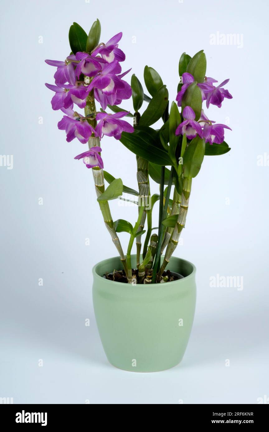 Dendrobium orchid (Dendrobium berry oda Stock Photo - Alamy