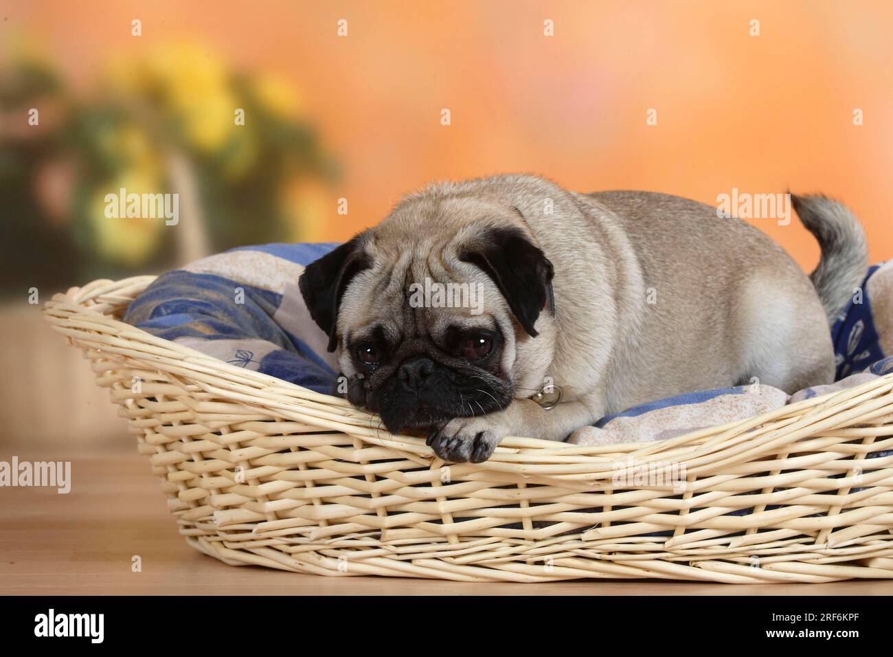 Pug in dog basket, dog basket Stock Photo - Alamy