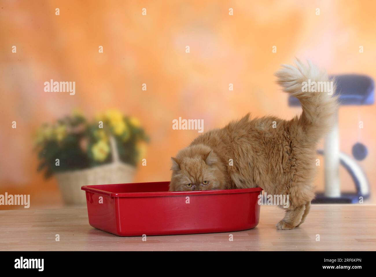 Persian cat on cat toilet, litter box, detachable Stock Photo - Alamy