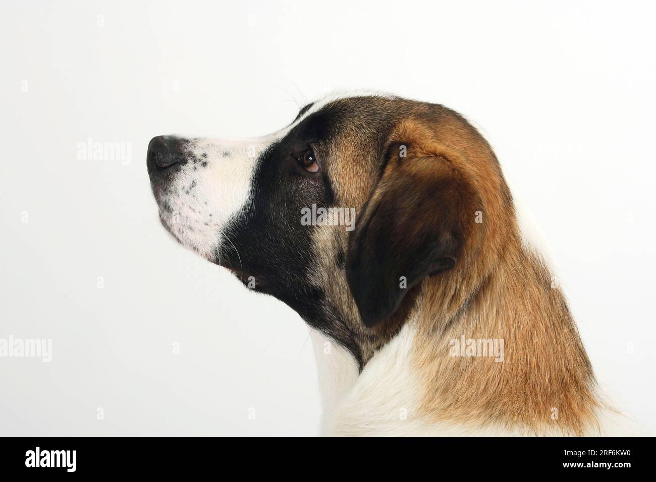 Sideways profile dog hi-res stock photography and images - Alamy