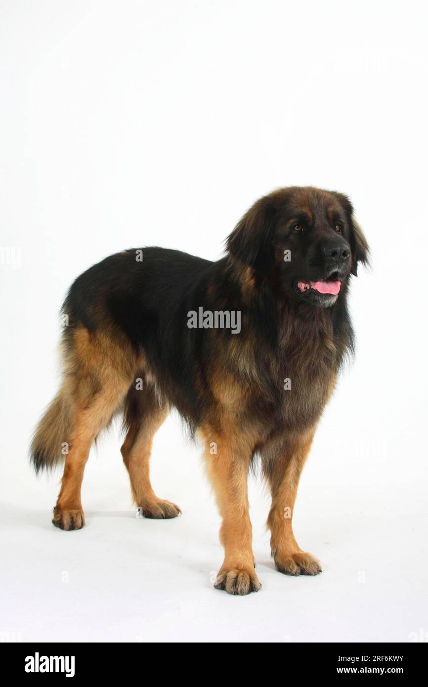 Friendly leonberger hi-res stock photography and images - Alamy