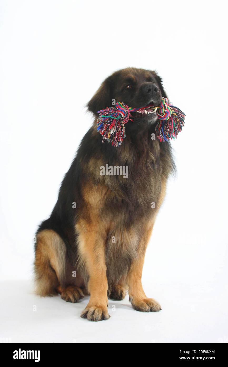 Friendly leonberger hi-res stock photography and images - Alamy