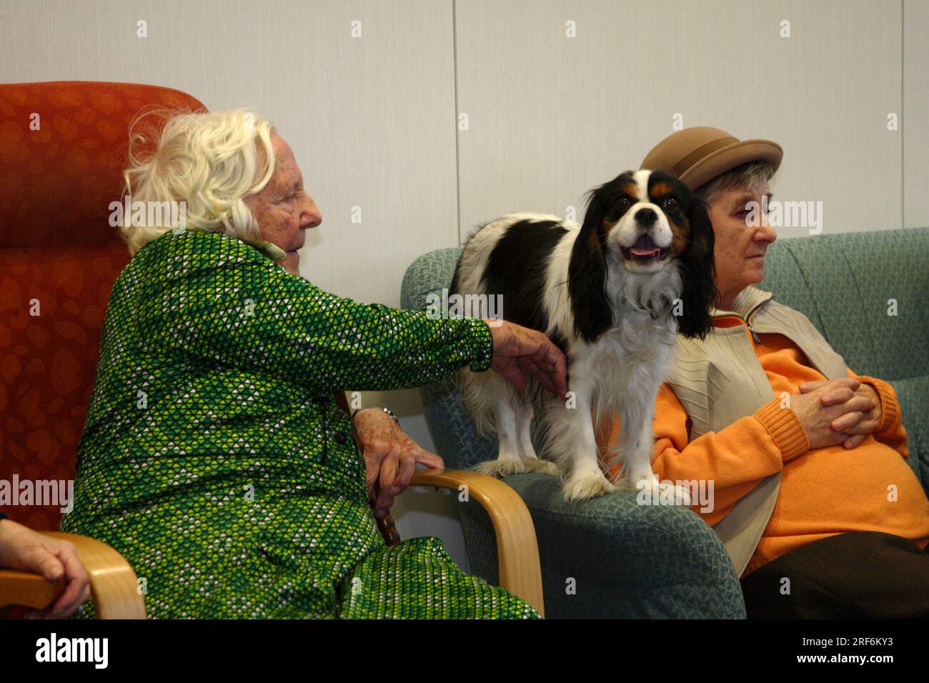 Senior citizens with Cavalier King Charles Spaniel, dog visiting ...