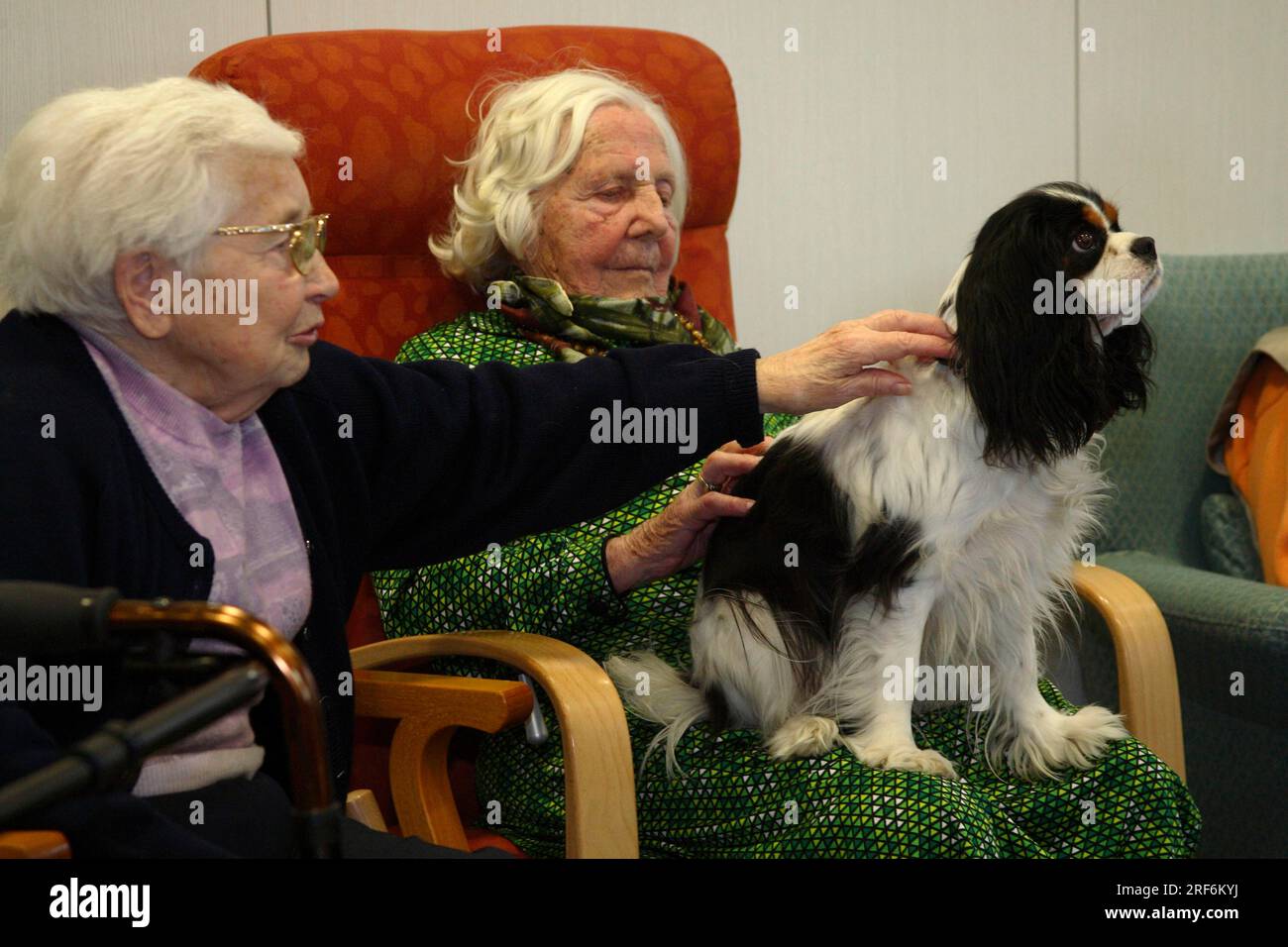 Senior citizens with Cavalier King Charles Spaniel, dog visiting ...