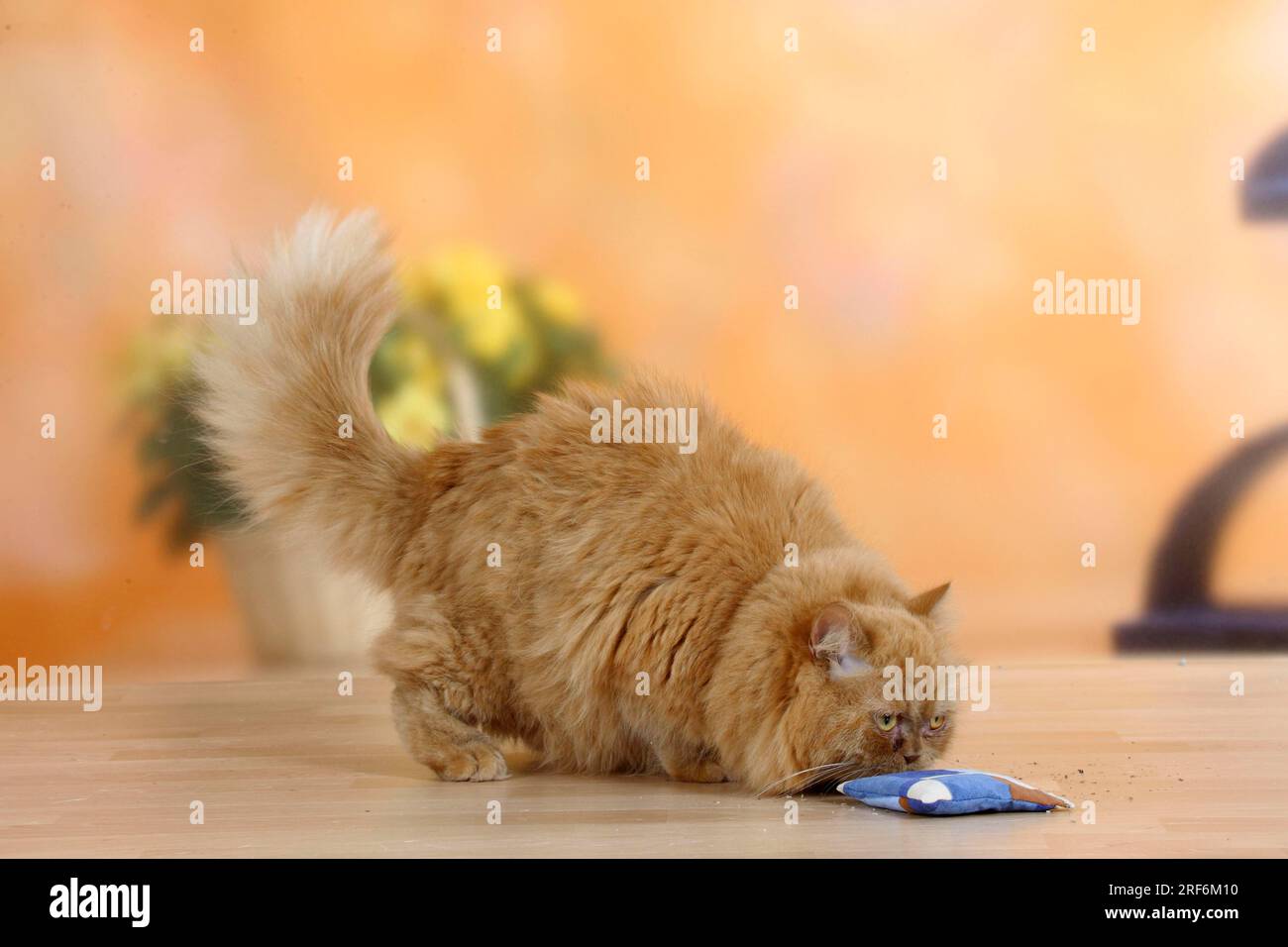 Catnip bag hi-res stock photography and images - Alamy