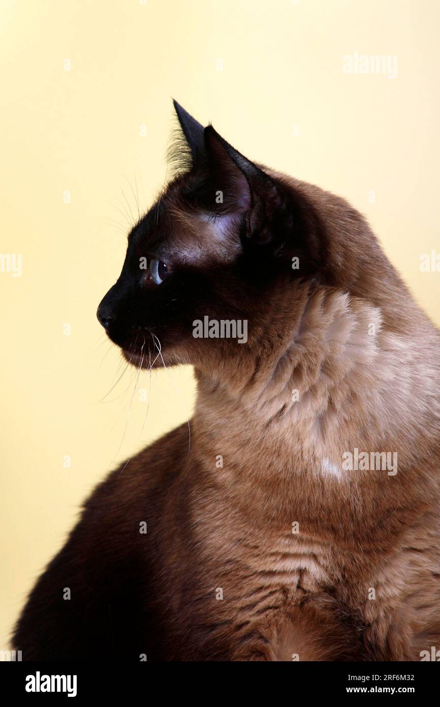 Siamese cat (old type), Thai cat, Siamese, profile Stock Photo - Alamy