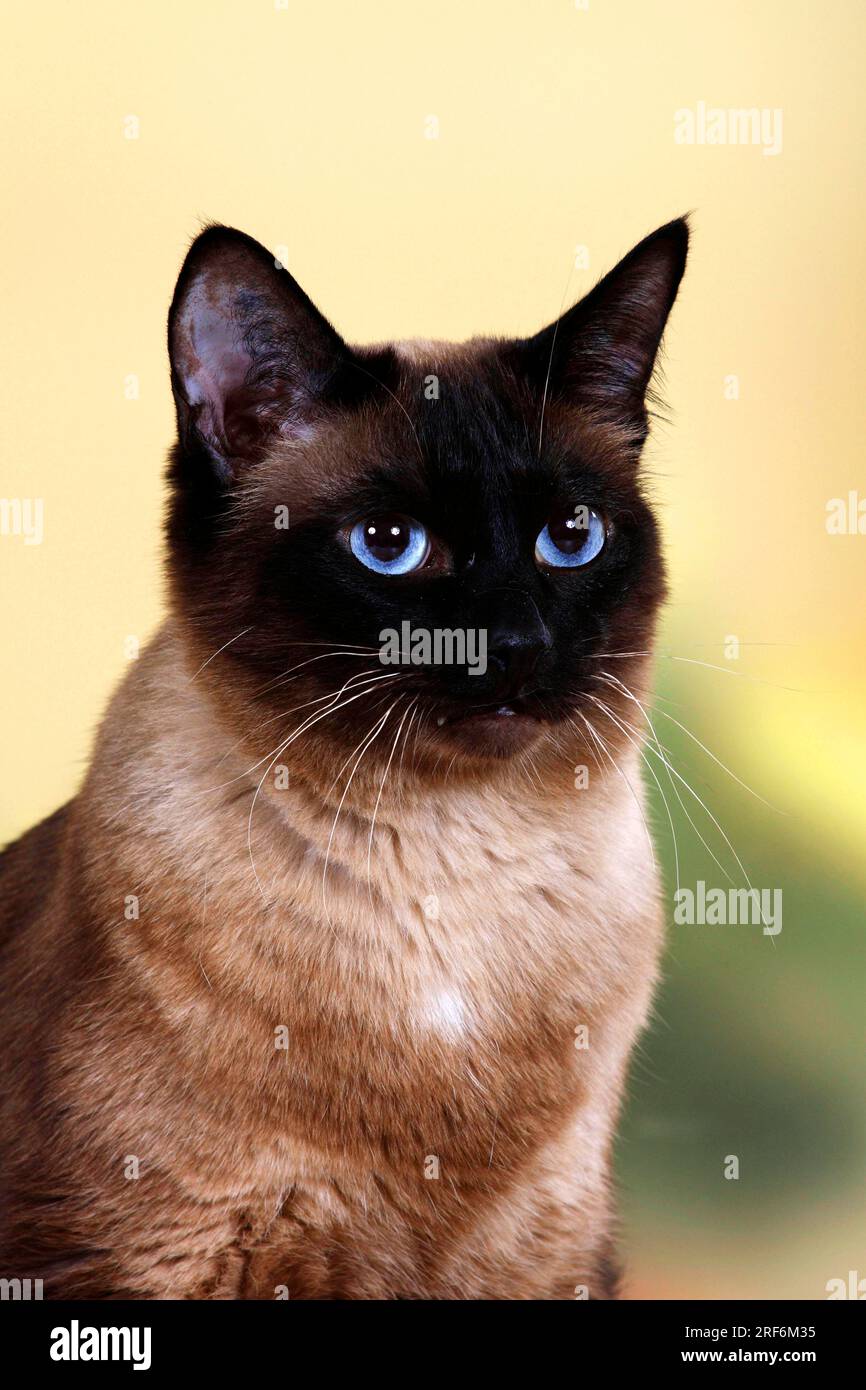 Classic Siamese Cat Stock Photo - Alamy