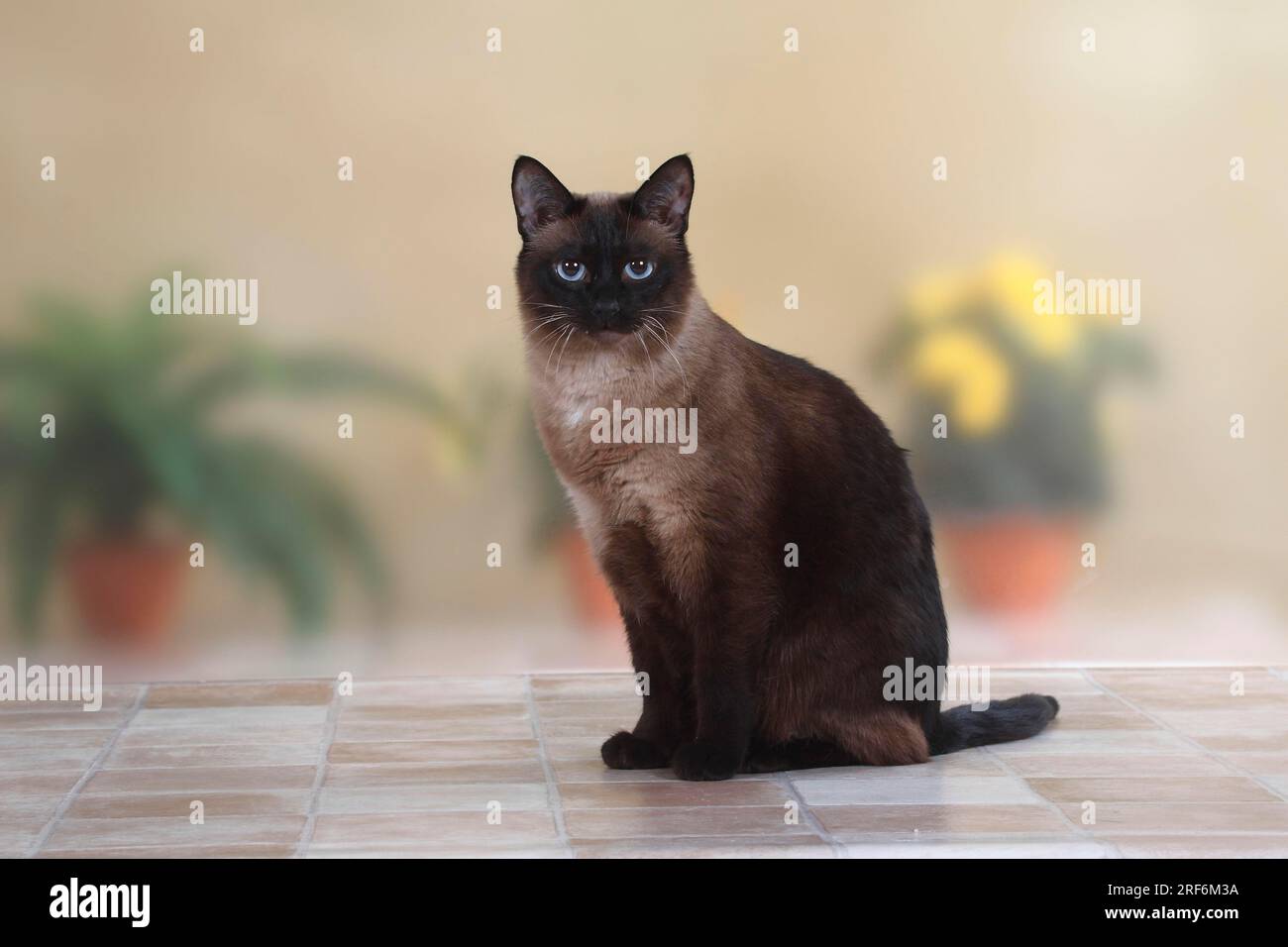 Classic Siamese Cat Stock Photo - Alamy