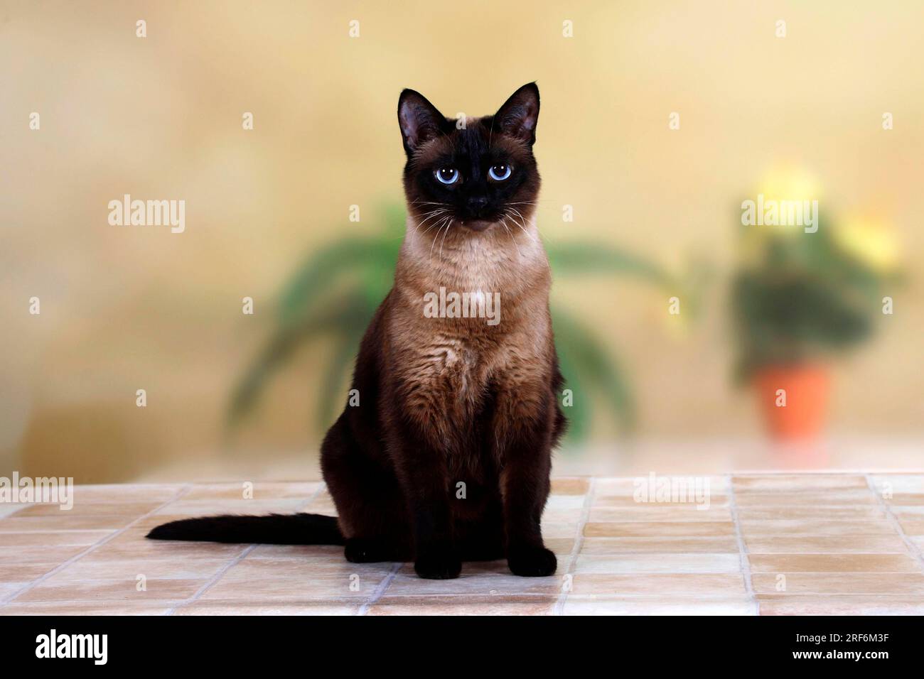Classic Siamese Cat Stock Photo - Alamy
