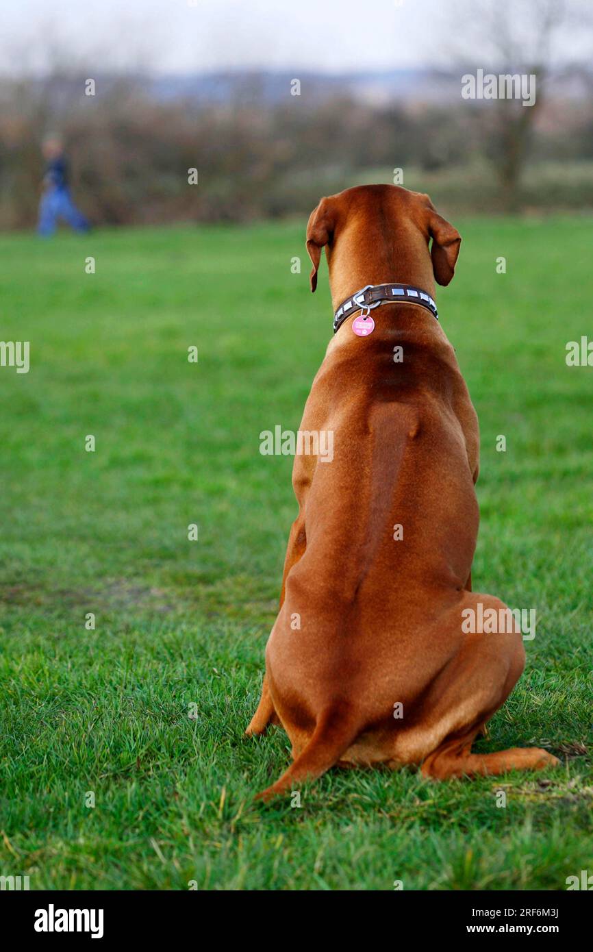 Rhodesian Ridgeback also known as African lion dog Stock Photo - Alamy