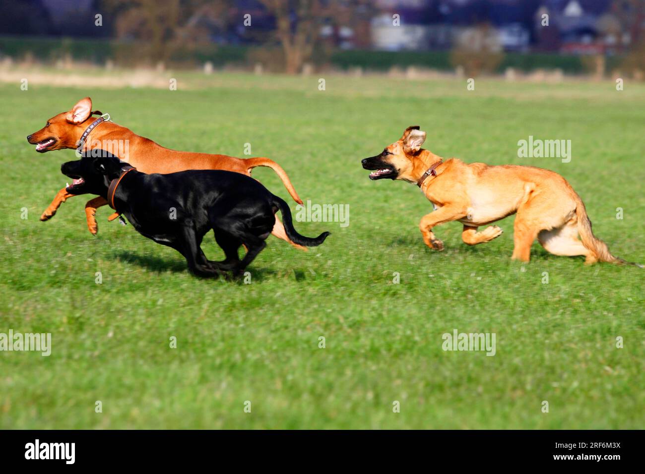 Rhodesian Ridgeback and mixed breed dogs Stock Photo - Alamy