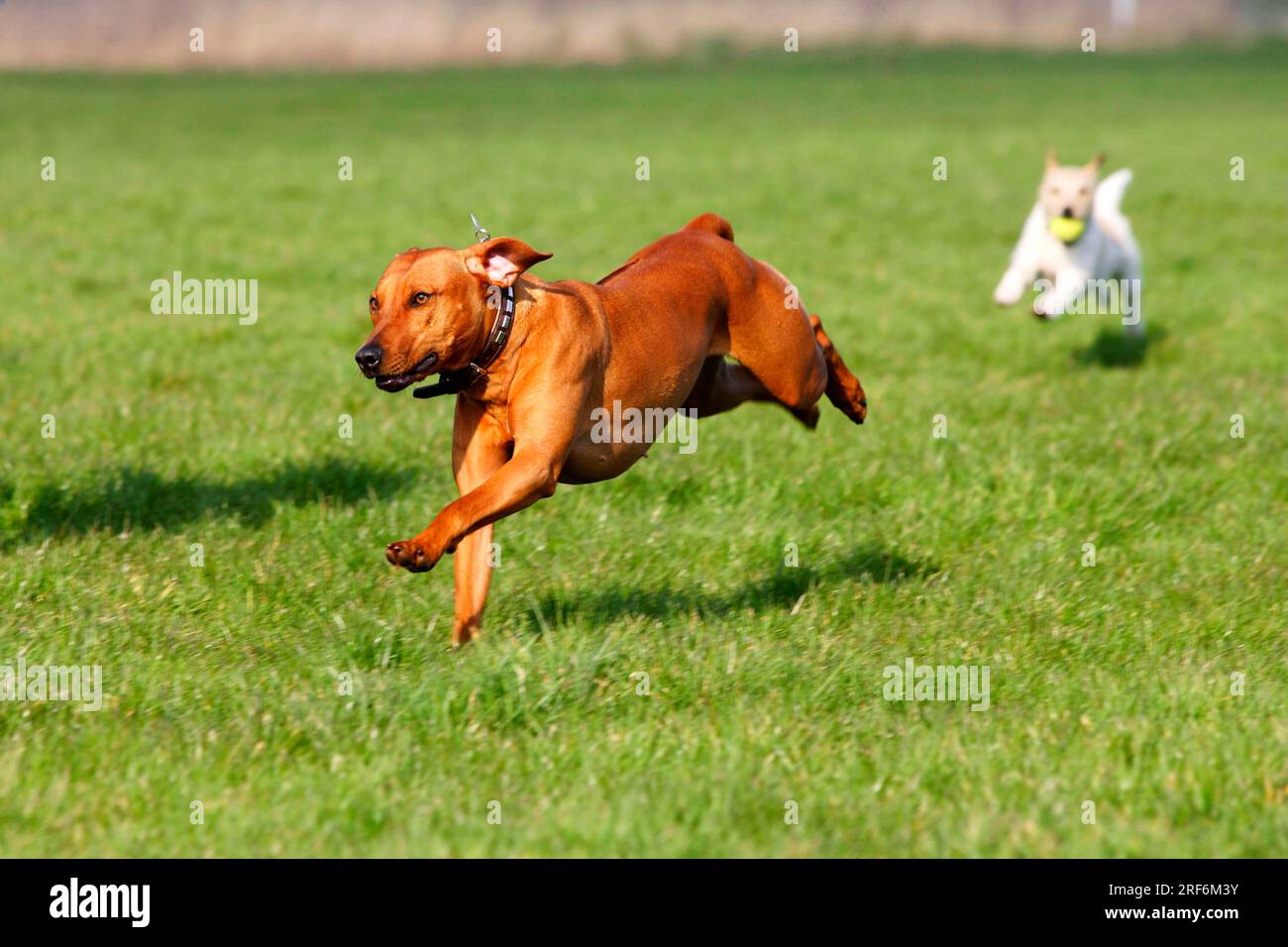 Rhodesian Ridgeback and Parson Jack Russell Terrier, Parson Russell ...