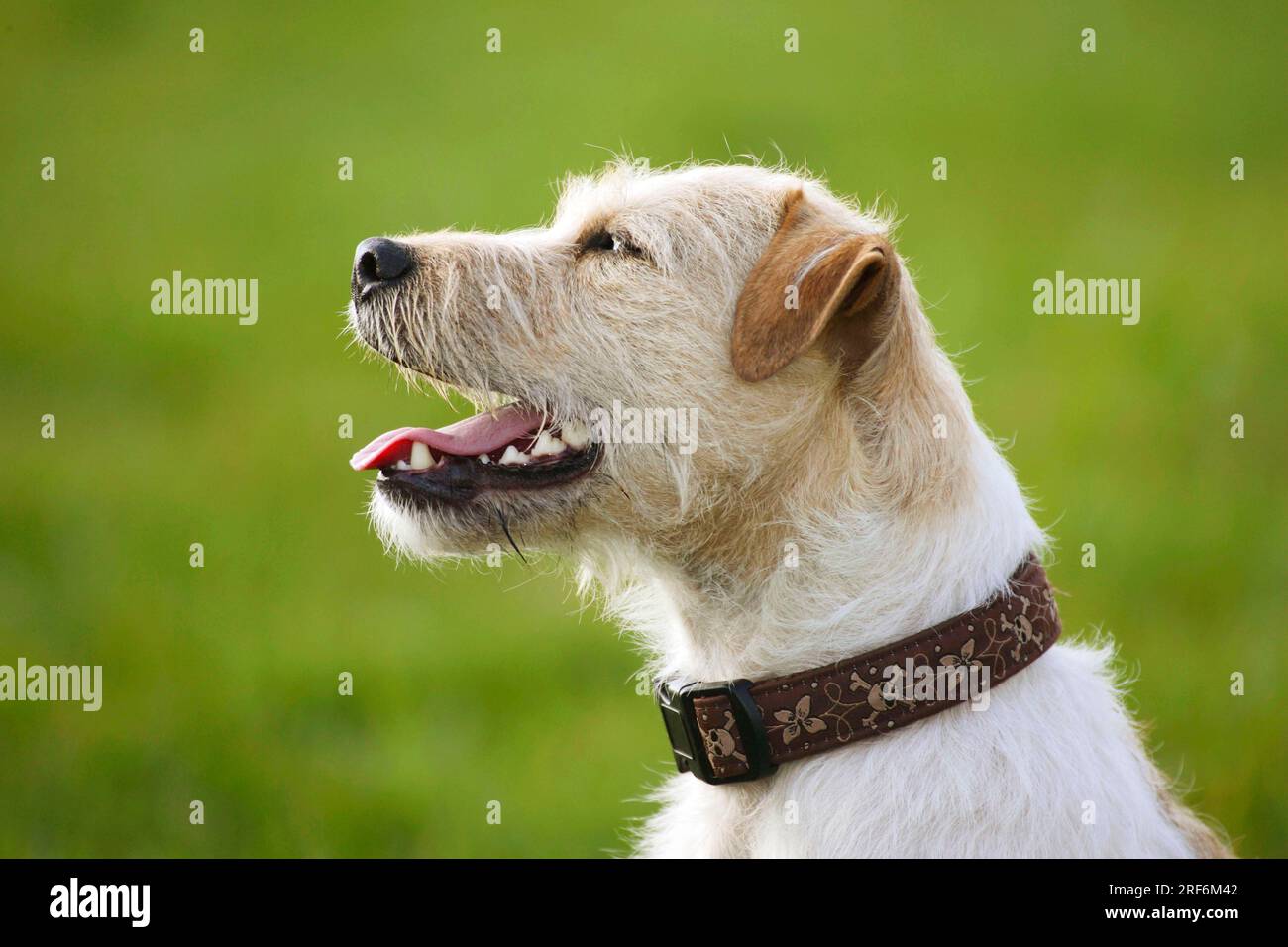 Russell terrier side profile collar hi-res stock photography and images ...