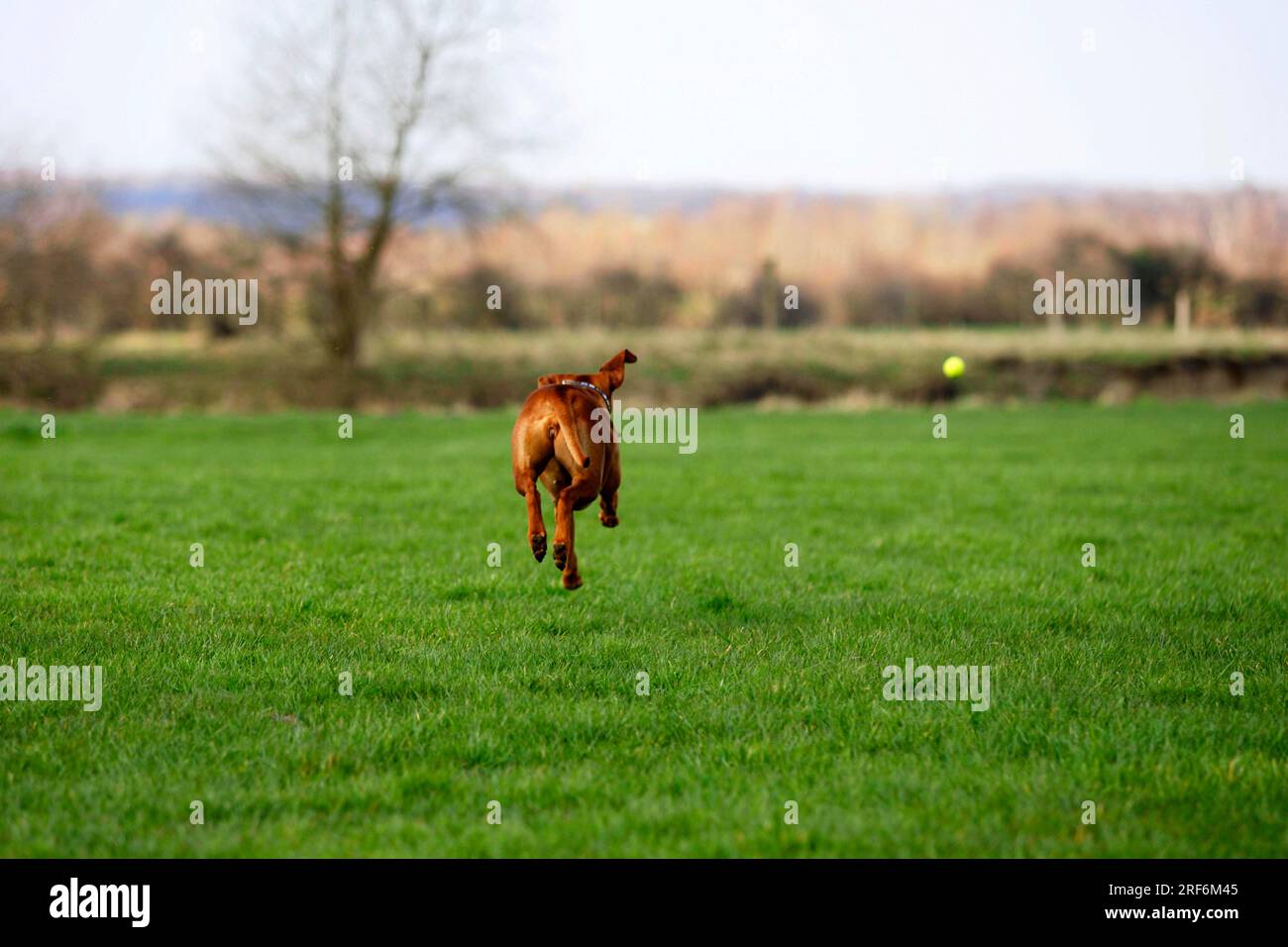 Rhodesian Ridgeback also known as African lion dog Stock Photo - Alamy