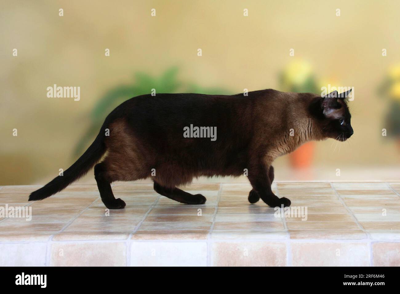 Siamese cat (old type), Thai cat, Siamese, lateral, detachable Stock ...