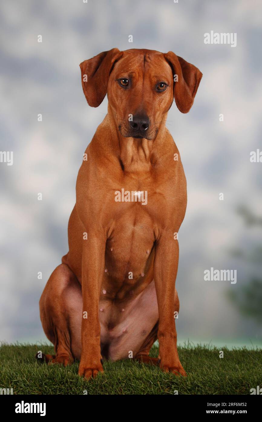Rhodesian Ridgeback also known as African lion dog Stock Photo - Alamy